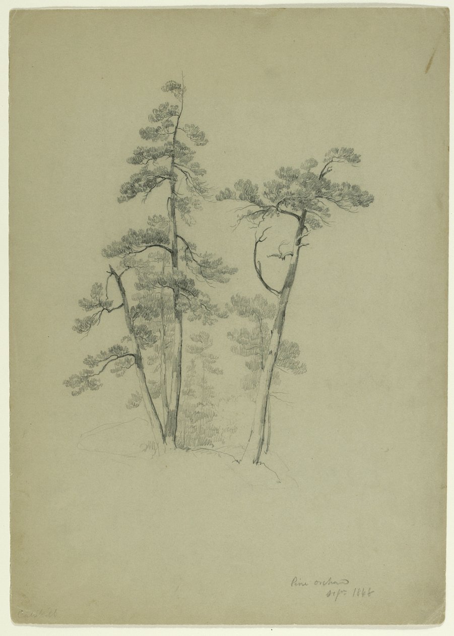 Study of Trees, Pine Orchard, Catskill, New York